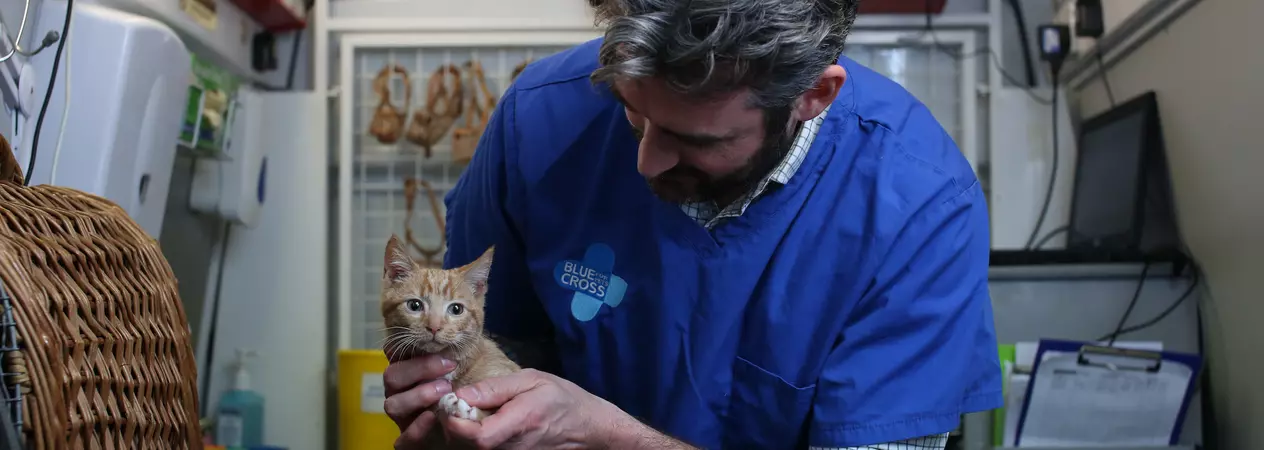 cat attack human injection