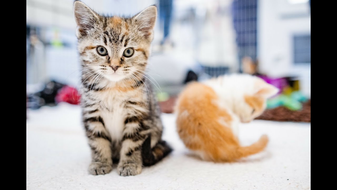 Mum and Kittens Abandoned | Blue Cross